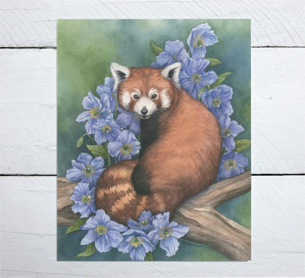 Red Panda Art Print - Kristy Guenther Art